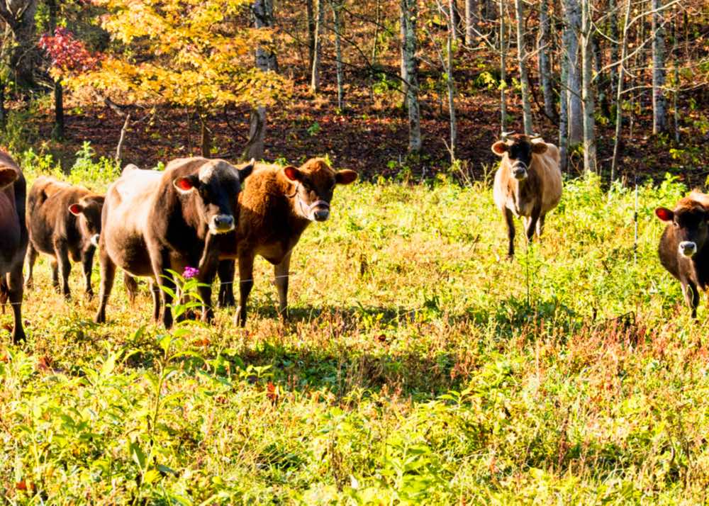 Blue Mill Meadows Miniature Jerseys - Family Milk Cows Raised on Pasture